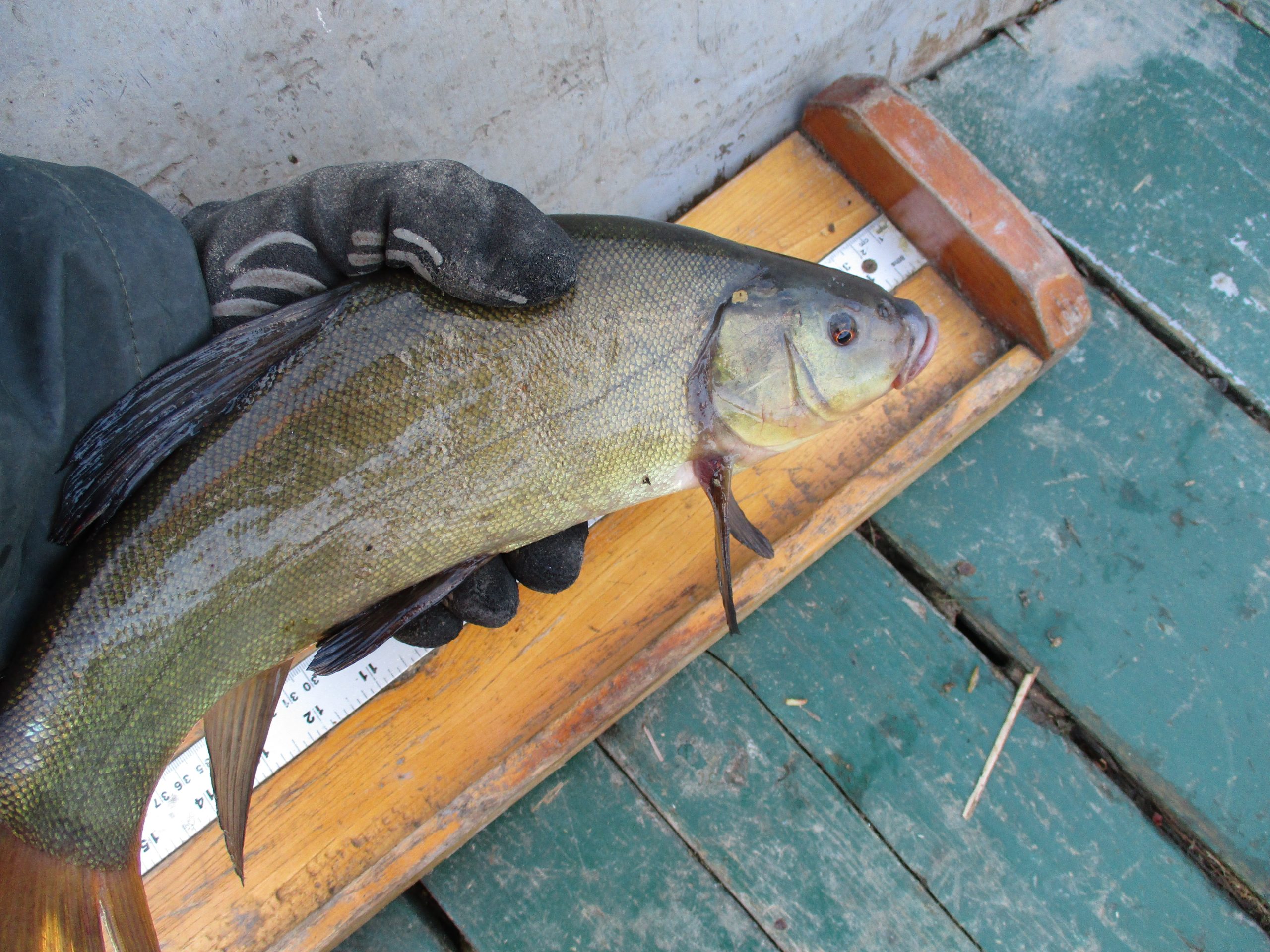 La tanche, une espèce aquatique envahissante - Comité ZIP du lac Saint ...